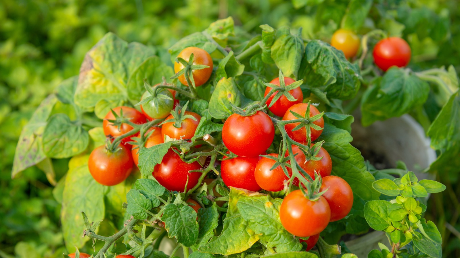 Determinate Vs Indeterminate Tomato Plants: Here's The Actual Difference
