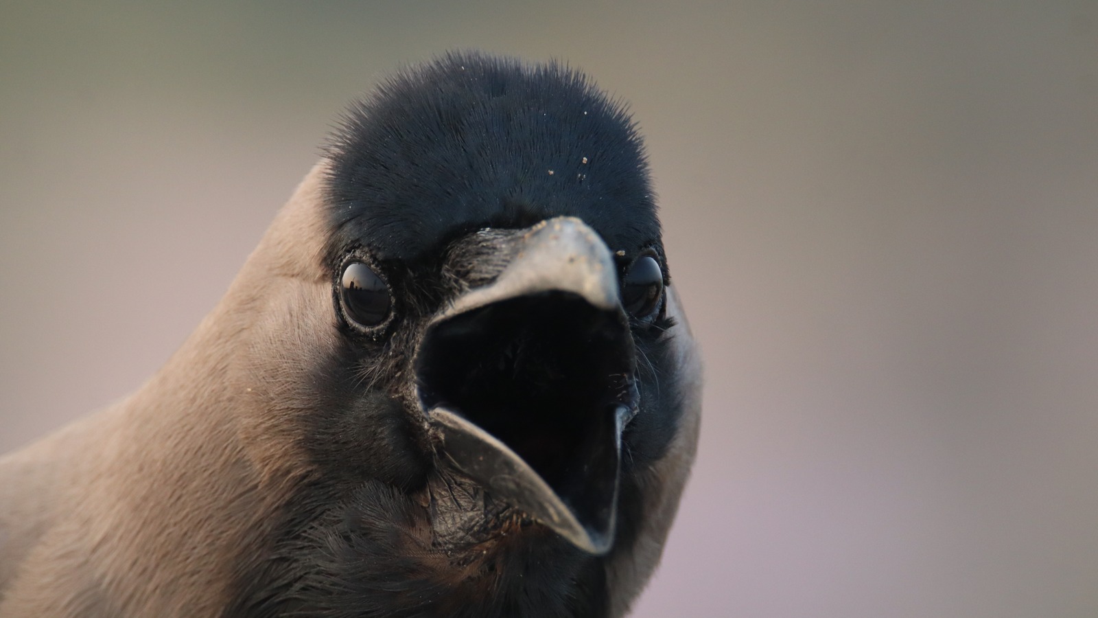 Ever Heard Someone 'Caw Caw' In An Aldi? Here's Why