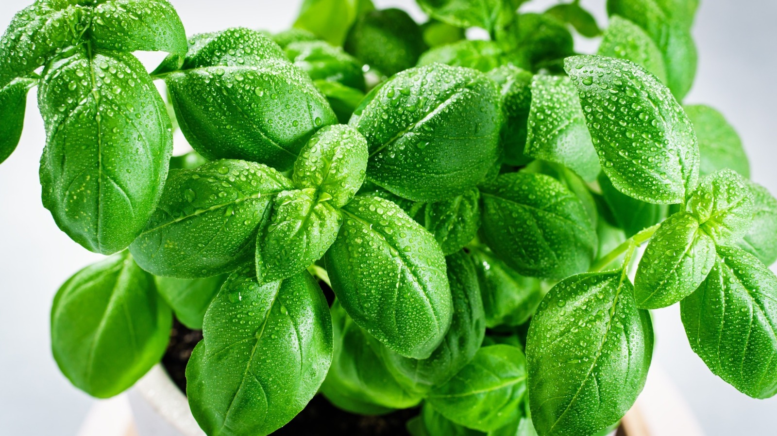 It's So Simple To Grow More Basil Than You Can Imagine From Just One ...