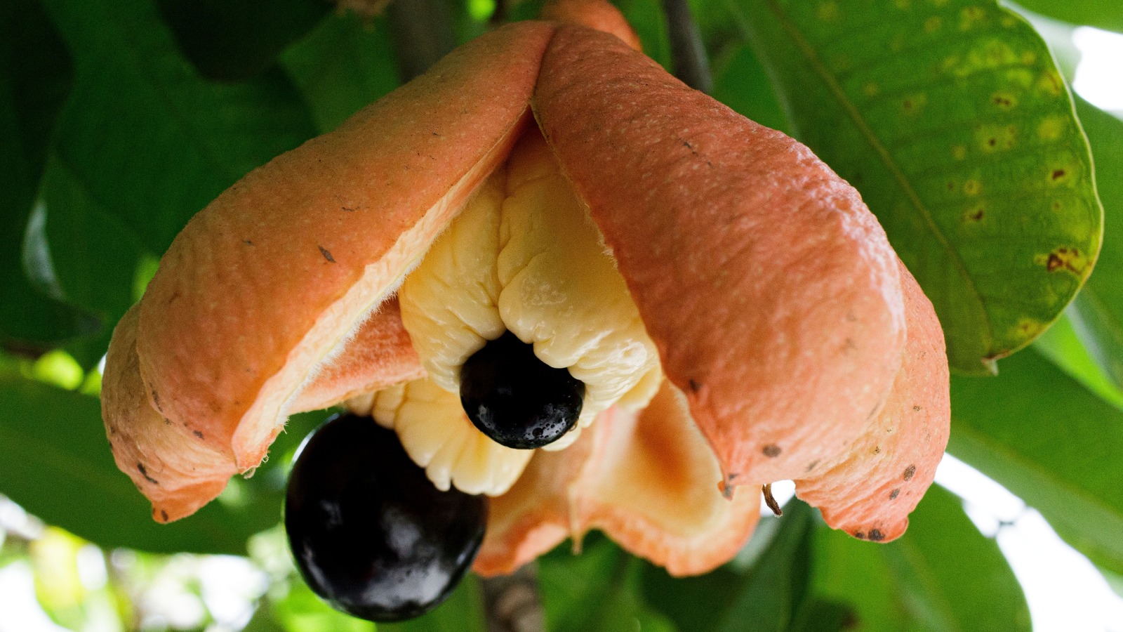 The Reason Ackee Fruit Is Banned In The US
