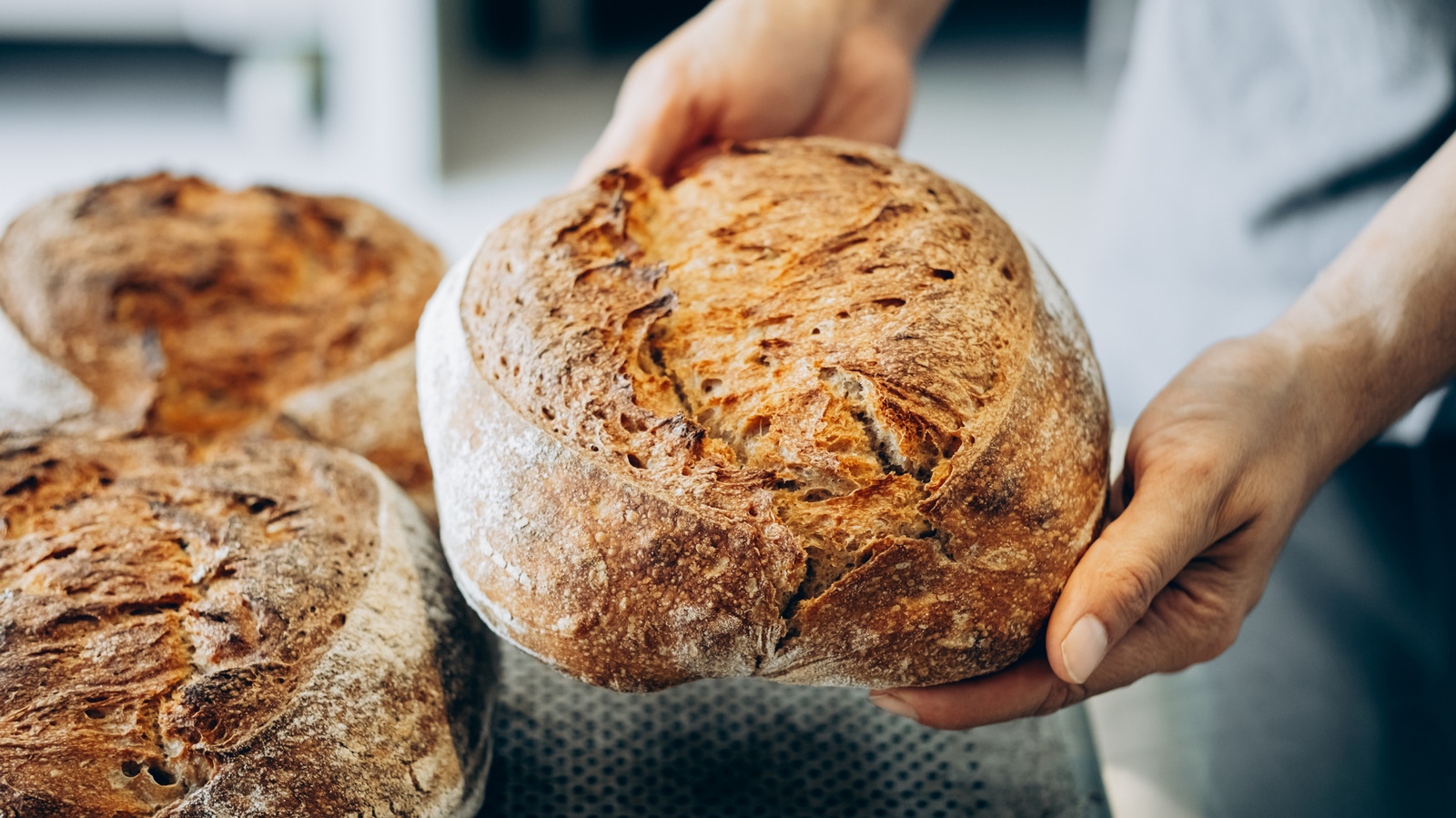 The Scientific Reason San Francisco Sourdough Tastes Different